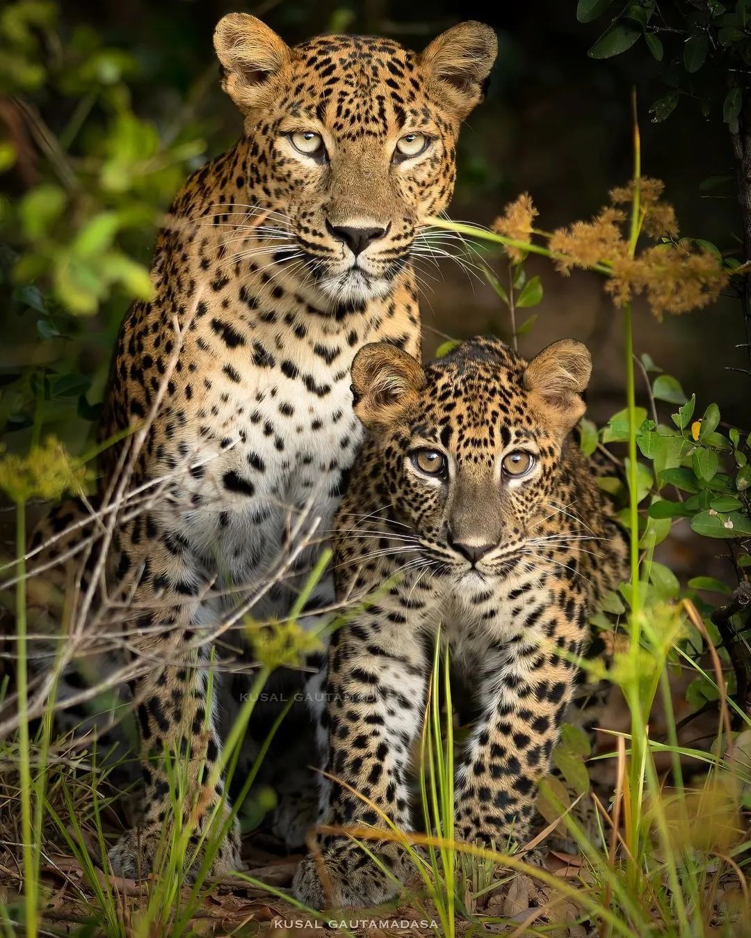Sri Lankan Leopard Cubs