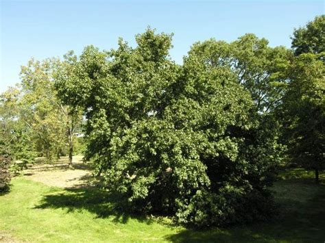 Thread regarding the background of Benzoin, Mastisol, and what the ...