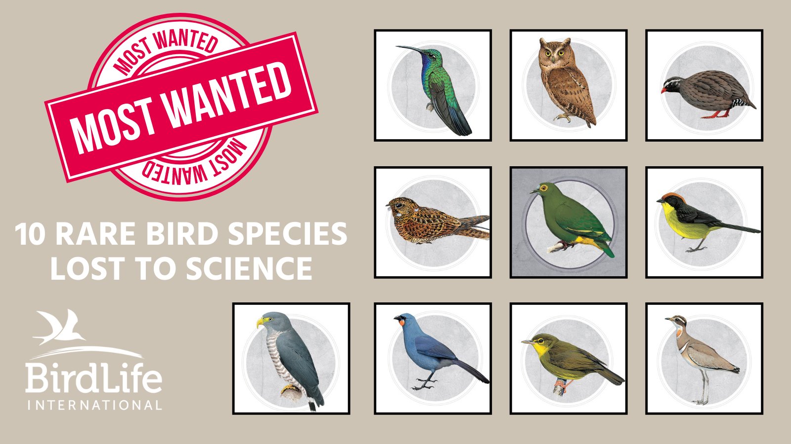 Endangered Birds List With Name