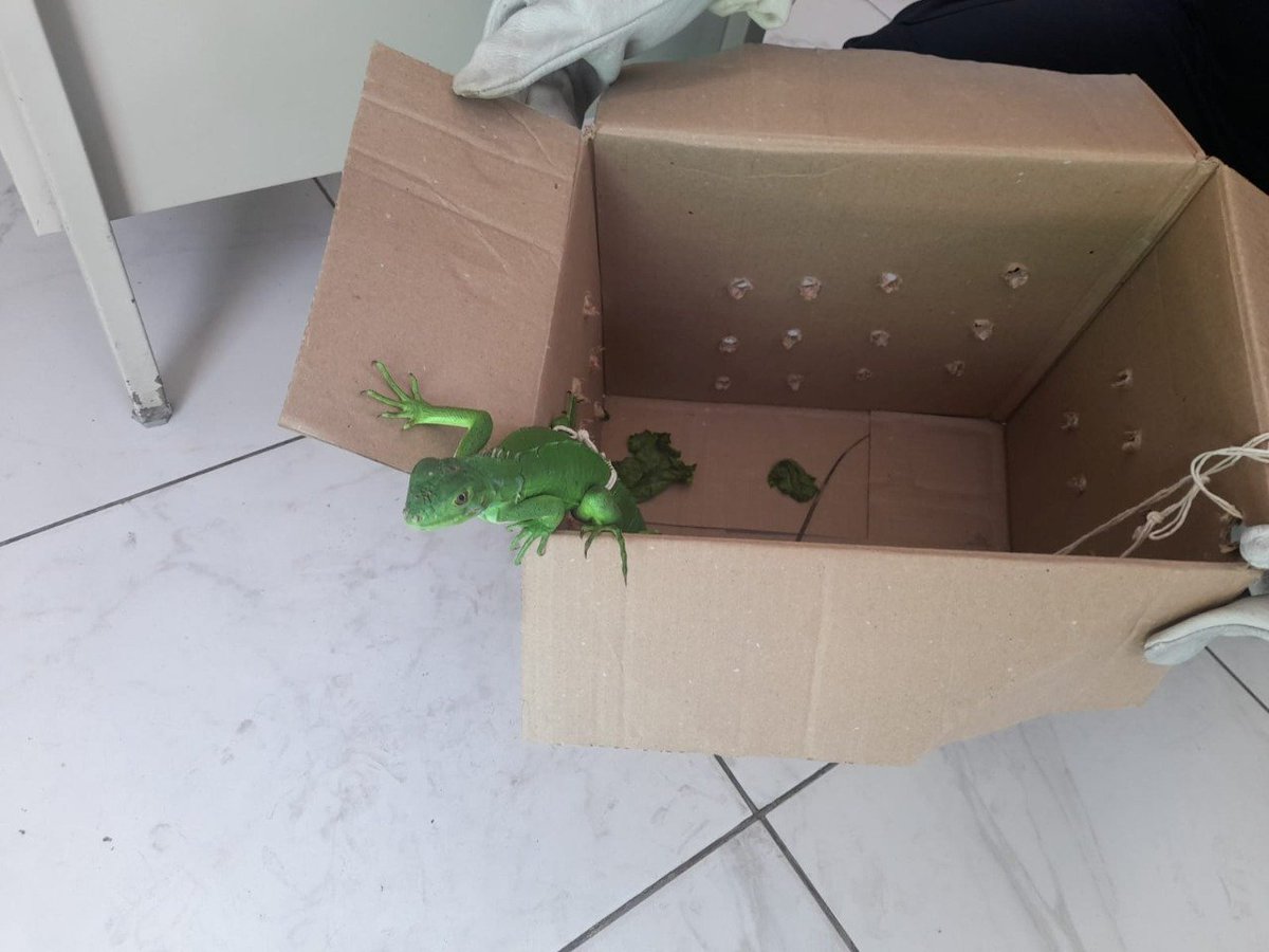 Policía Nacional del Perú on Twitter: "Efectivos de la Dirección de ...