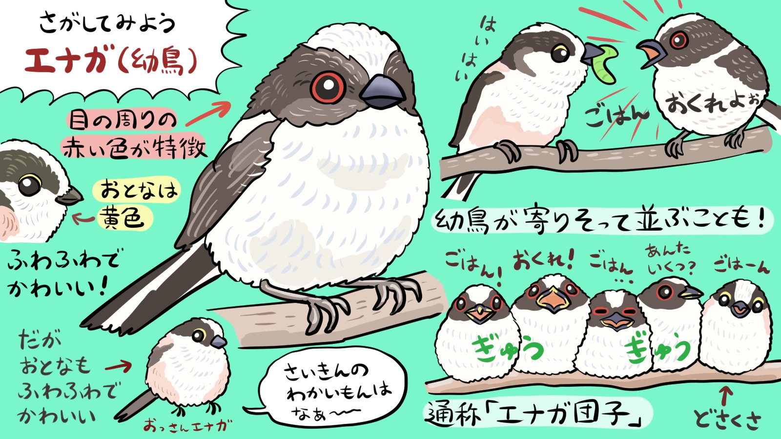 ぬまがさワタリ On Twitter エナガの幼鳥が近所の公園で賑やかにしている。おとなエナガが虫をくわえて多忙そうにしていたら近くに幼鳥もいる率が高いので探してみよう。(幼鳥の方がむしろ