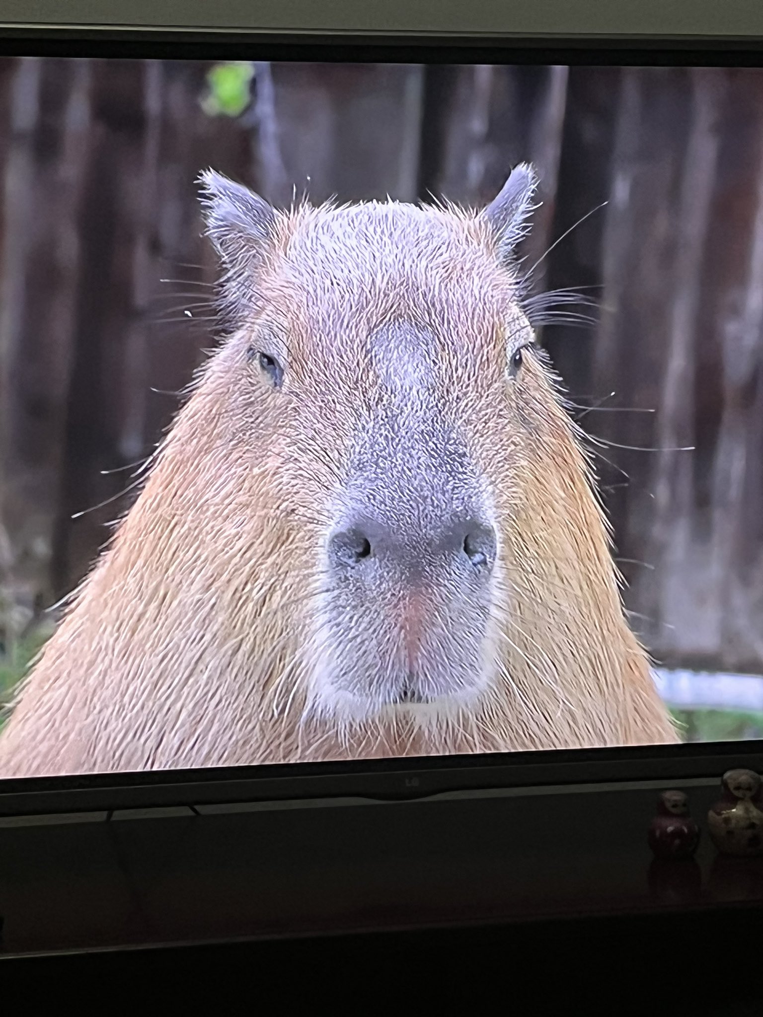 cai on Twitter: "I love capybaras https://t.co/kshFl7WIKb" / Twitter