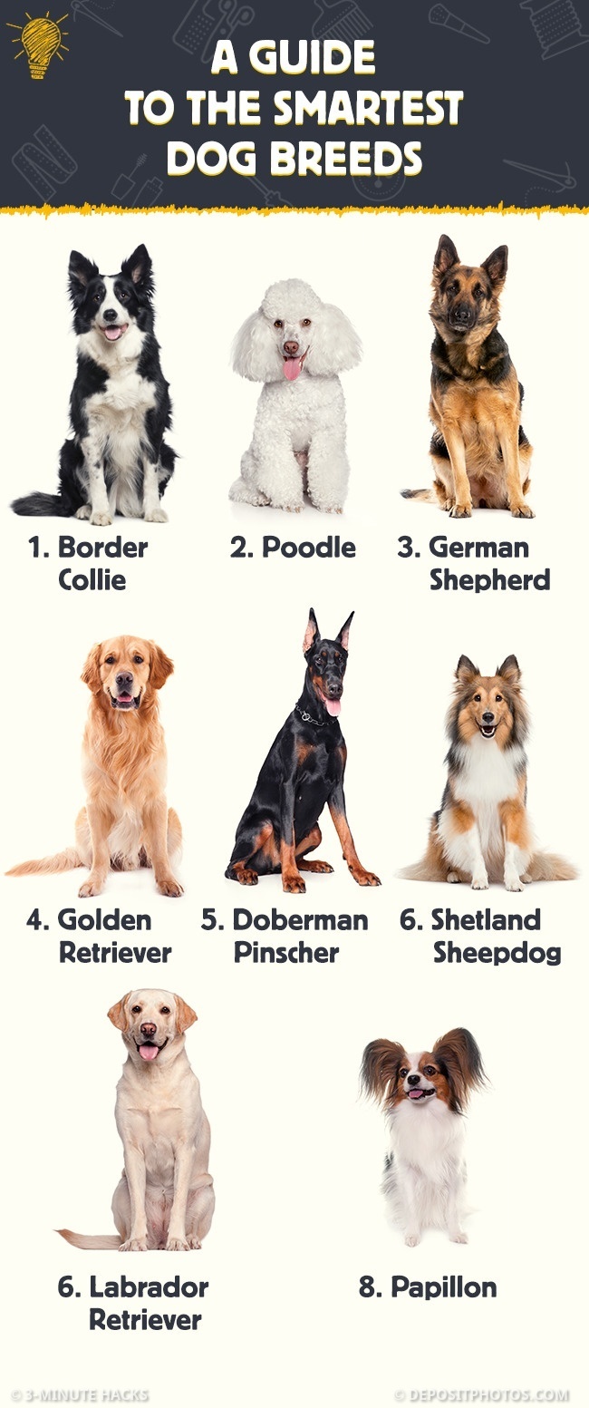 What Are The 5 Smartest Dog Breeds