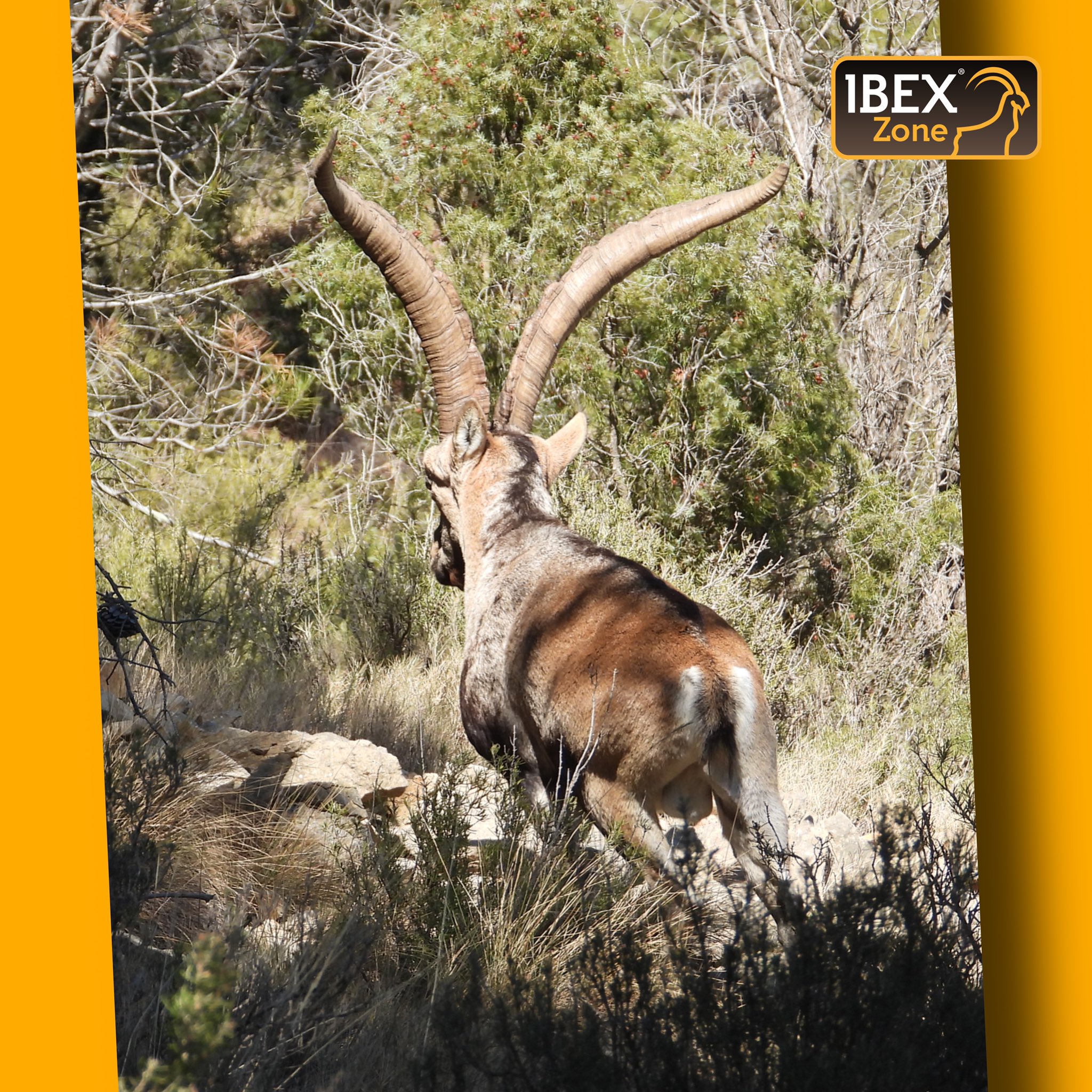 group ibex zone on Twitter: "⭕️2022, Spring season 📆 📸 🟨🟧 Beceite Spanish Ibex 🟠 🟤 #ibexzone # ...