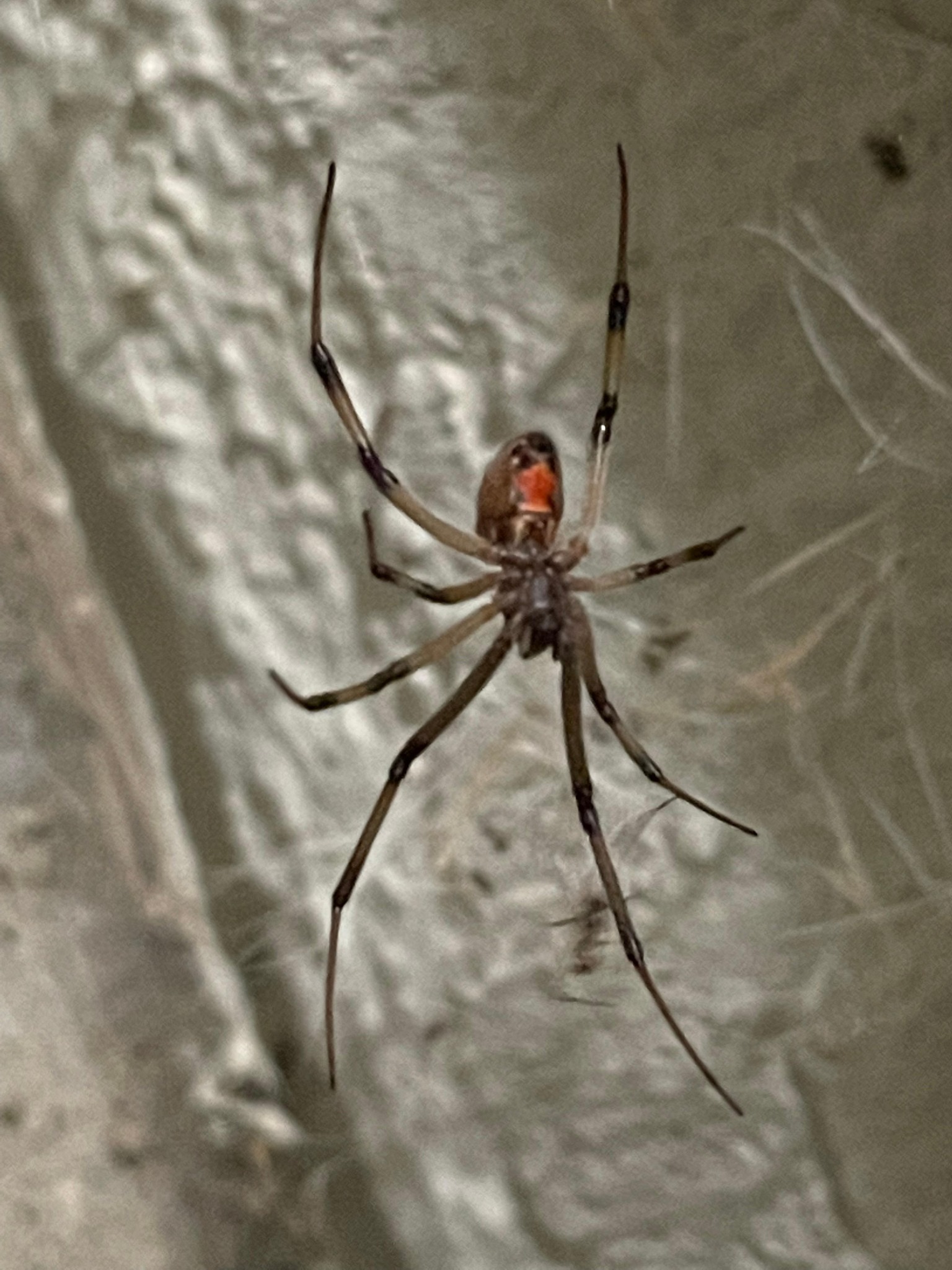 Brown Widow Spider Web Pictures