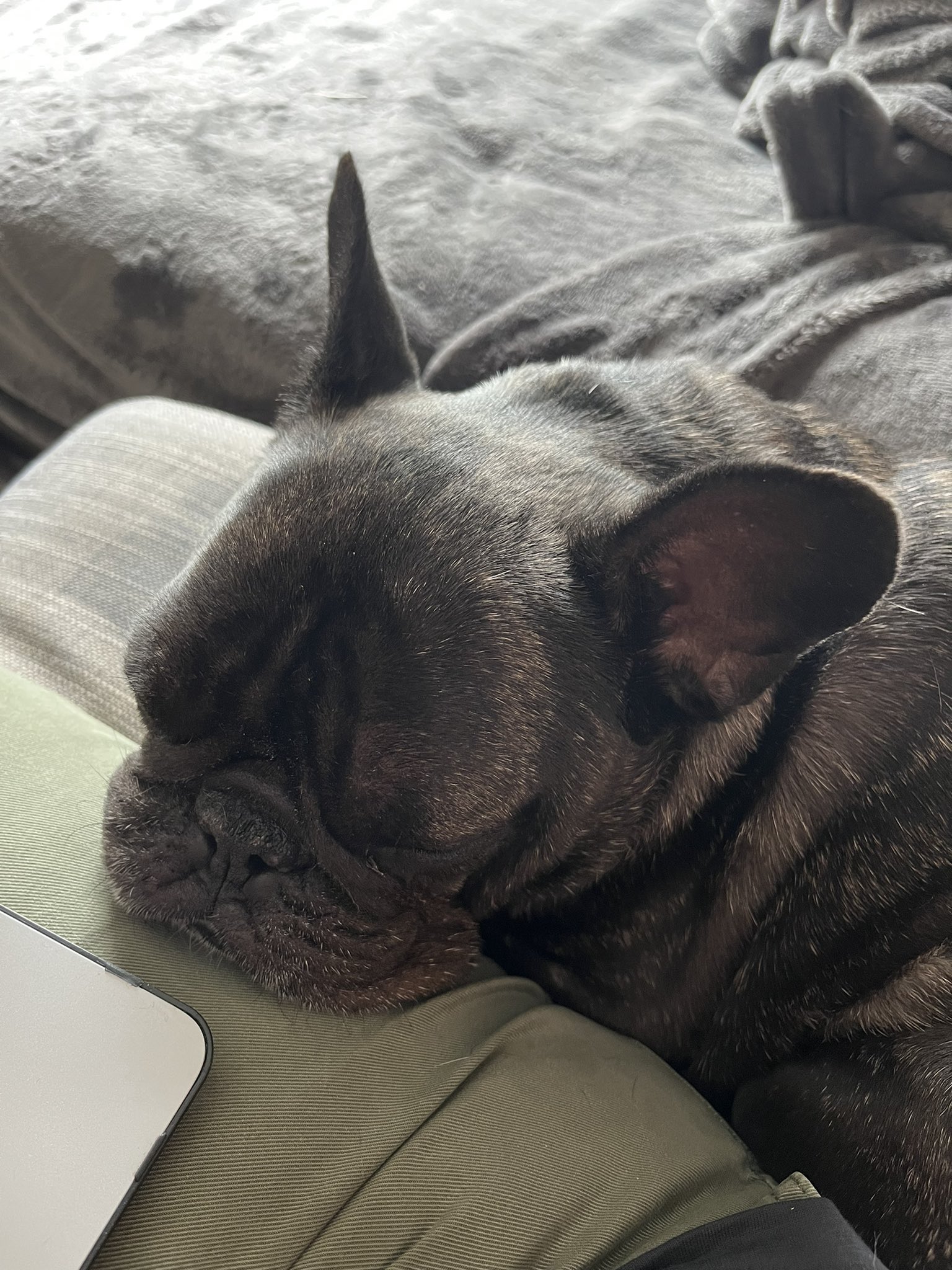 Sam Tackeff 👋 on Twitter: "Good Things, Today: - writing time, and a snoozing coworker - full 8 ...