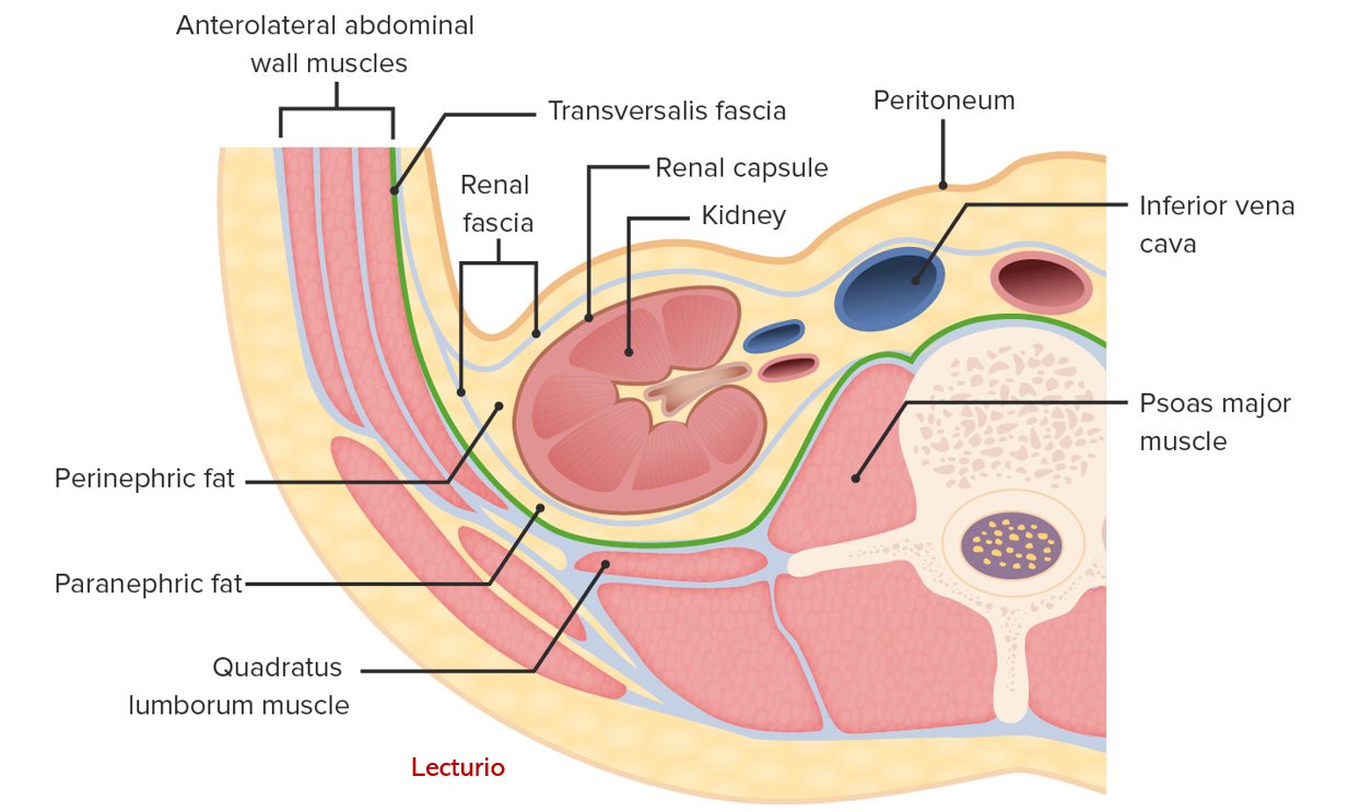 Psoas Muscle And Kidney