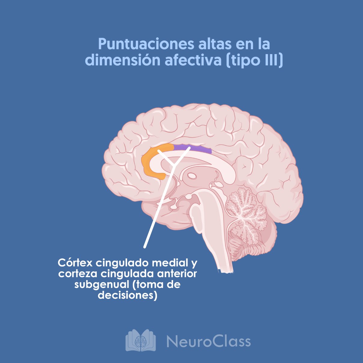 Corteza Cingulada Anterior