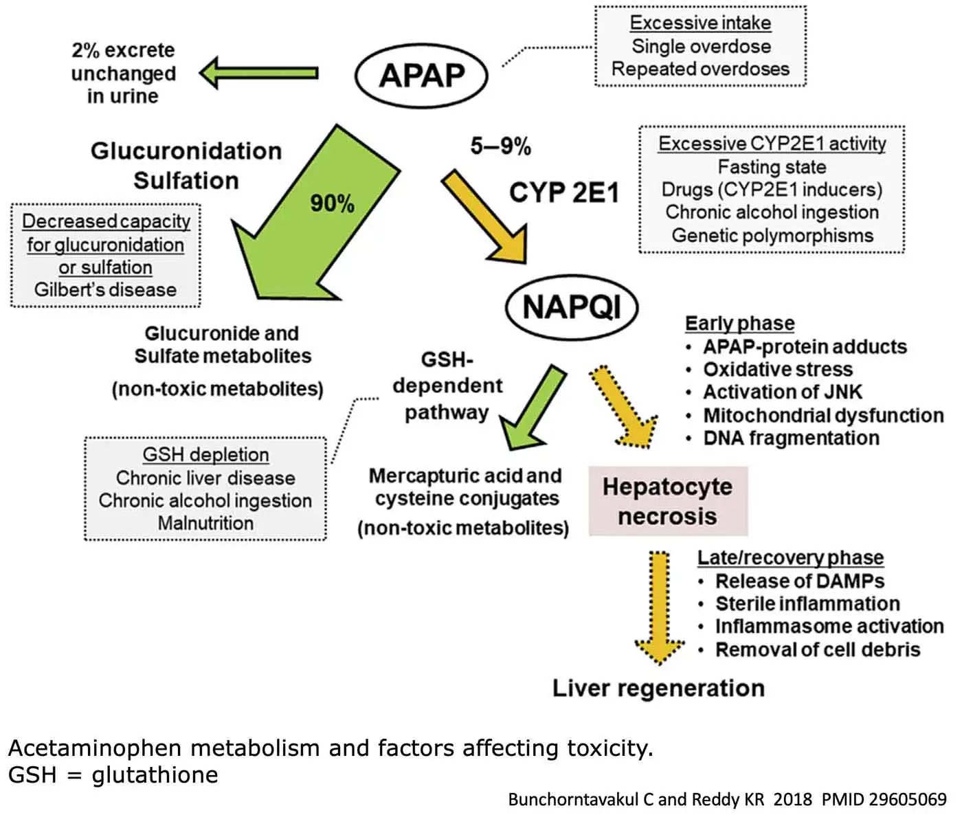 USMLE Mnemonics by Raza on Twitter: "Pathophysiology of acetaminophen toxicity https://t.co ...
