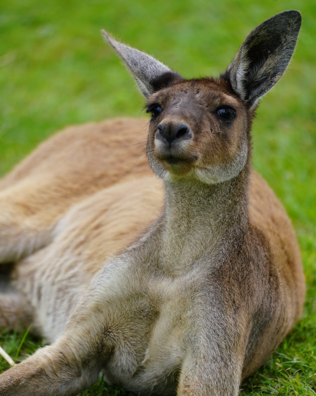 Kangaroo Face Side View