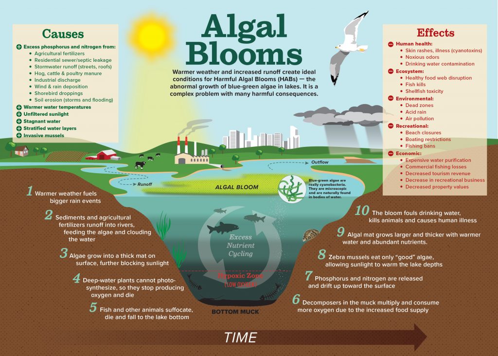 Impacts On Ecosystem And Algal Bloom Cycle