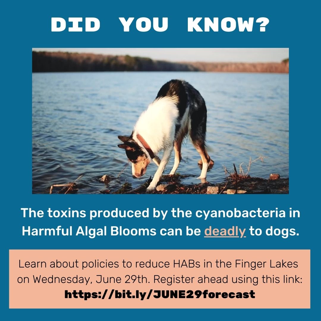 How To Know If A Dog Is Safe