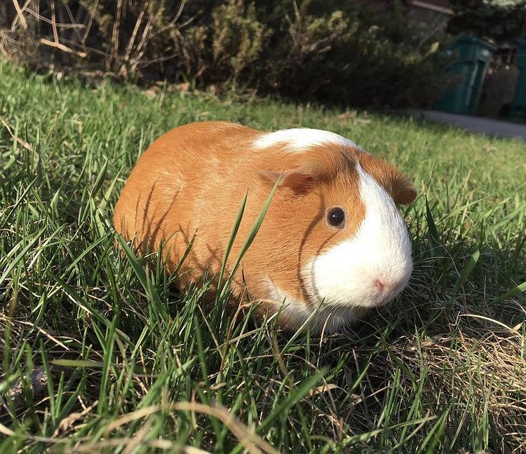 FS Bravo on Twitter: "@AussieAntics https://t.co/OIiXwoUjwD" / Twitter