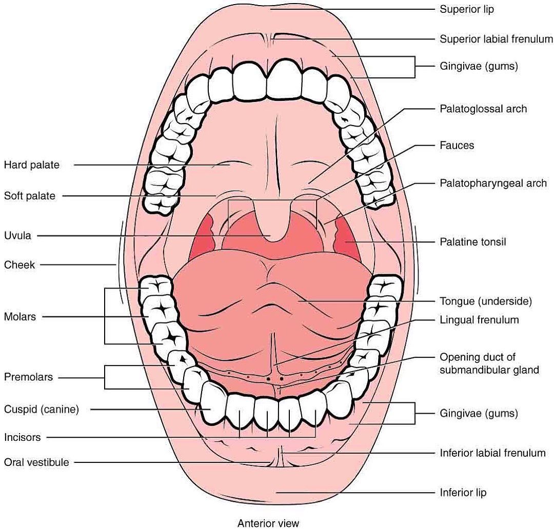 Human Mouth Anatomy