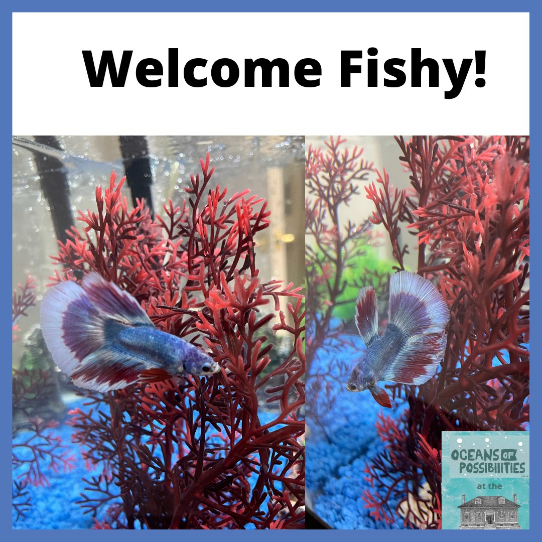 D. A. Hurd Library on Twitter: "#HaveYouHurd Fishy the Betta fish has joined the D.A. Hurd ...