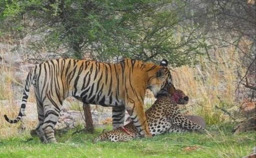 Leopard Vs Tiger Fight