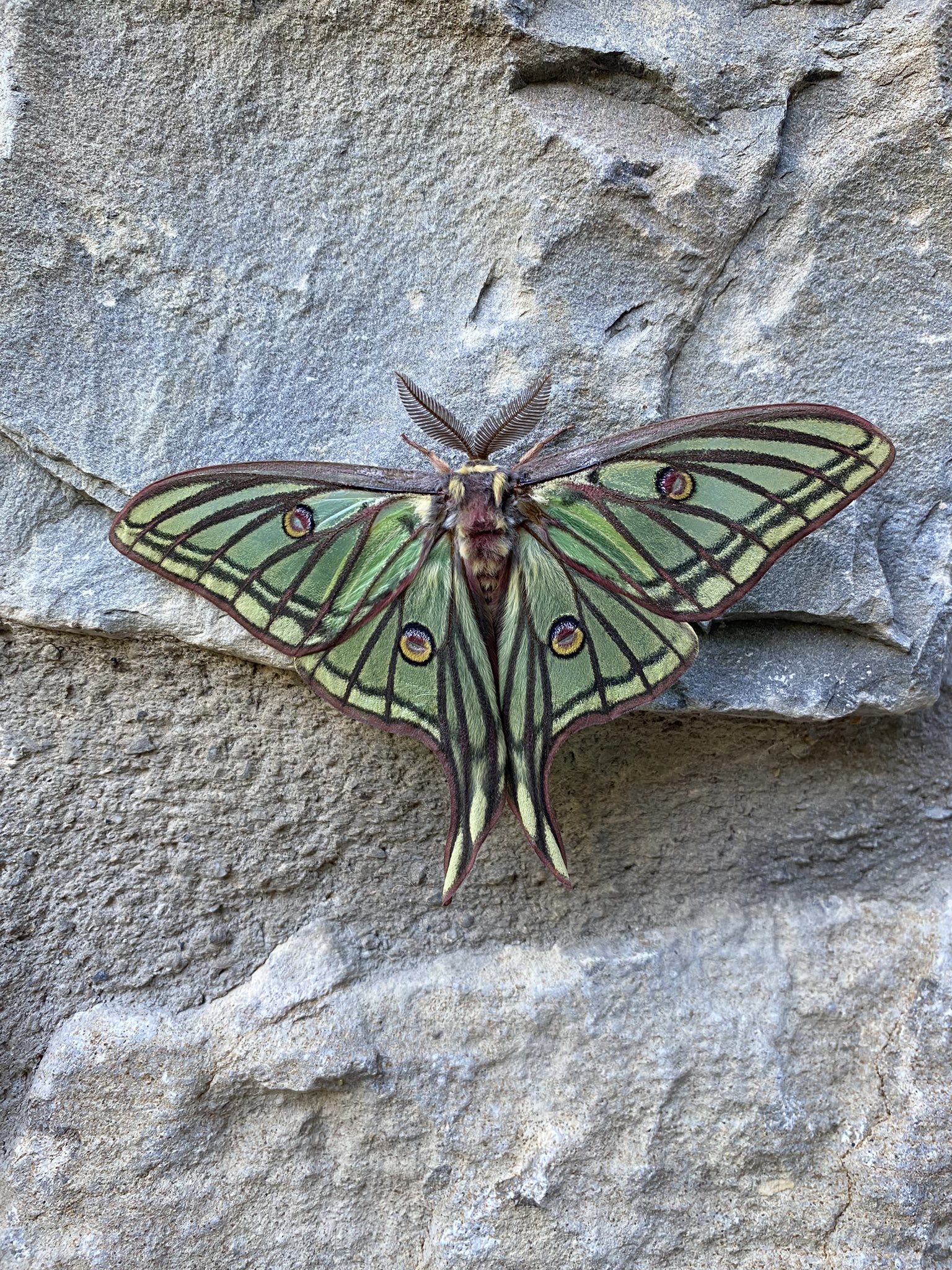 Spanish Moon Moth