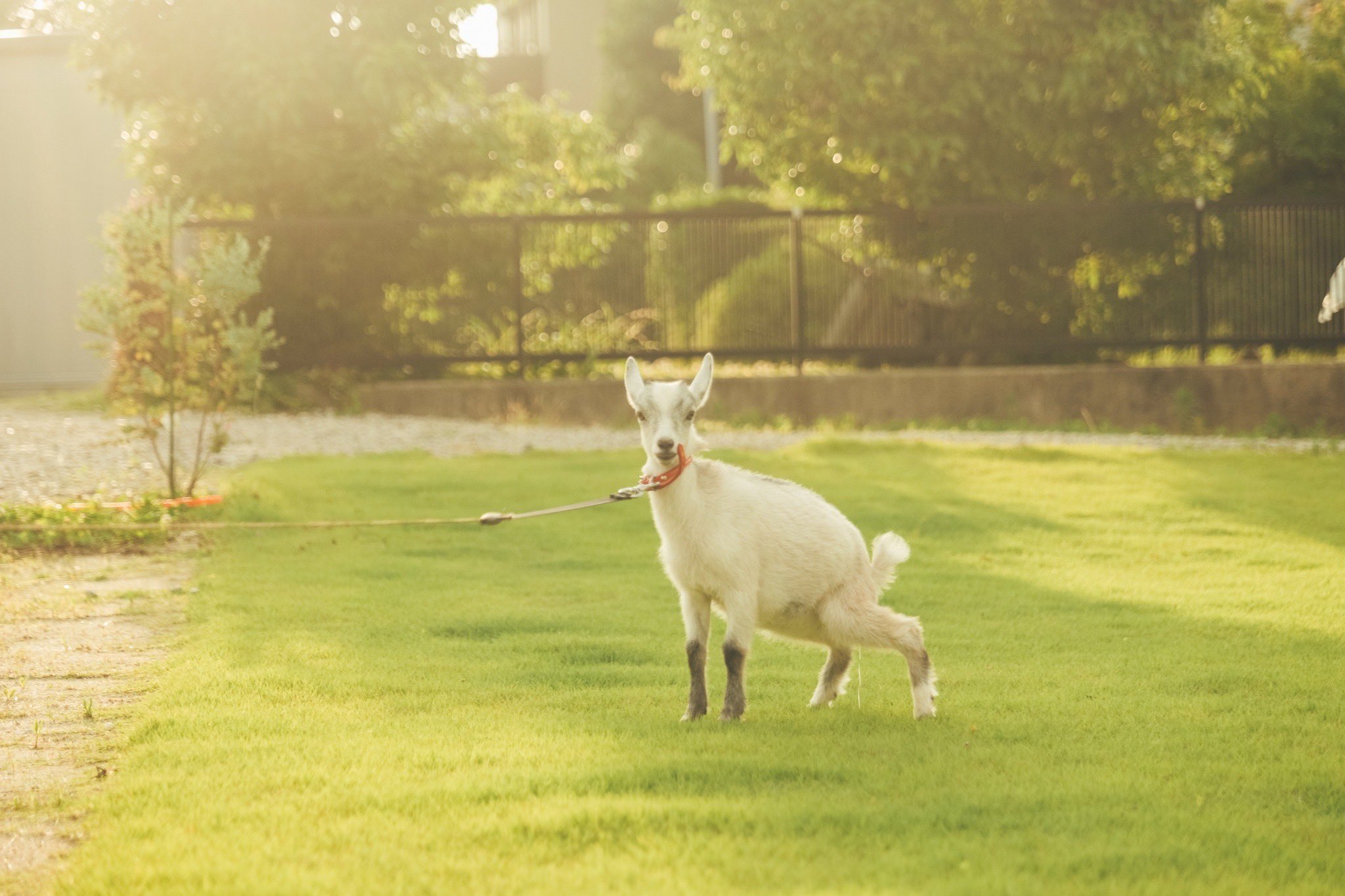 TAKASU TILE / 田舎暮らしの日常 on Twitter: "ヤギがいる暮らし https://t.co/mLIzwrRX7c" / Twitter