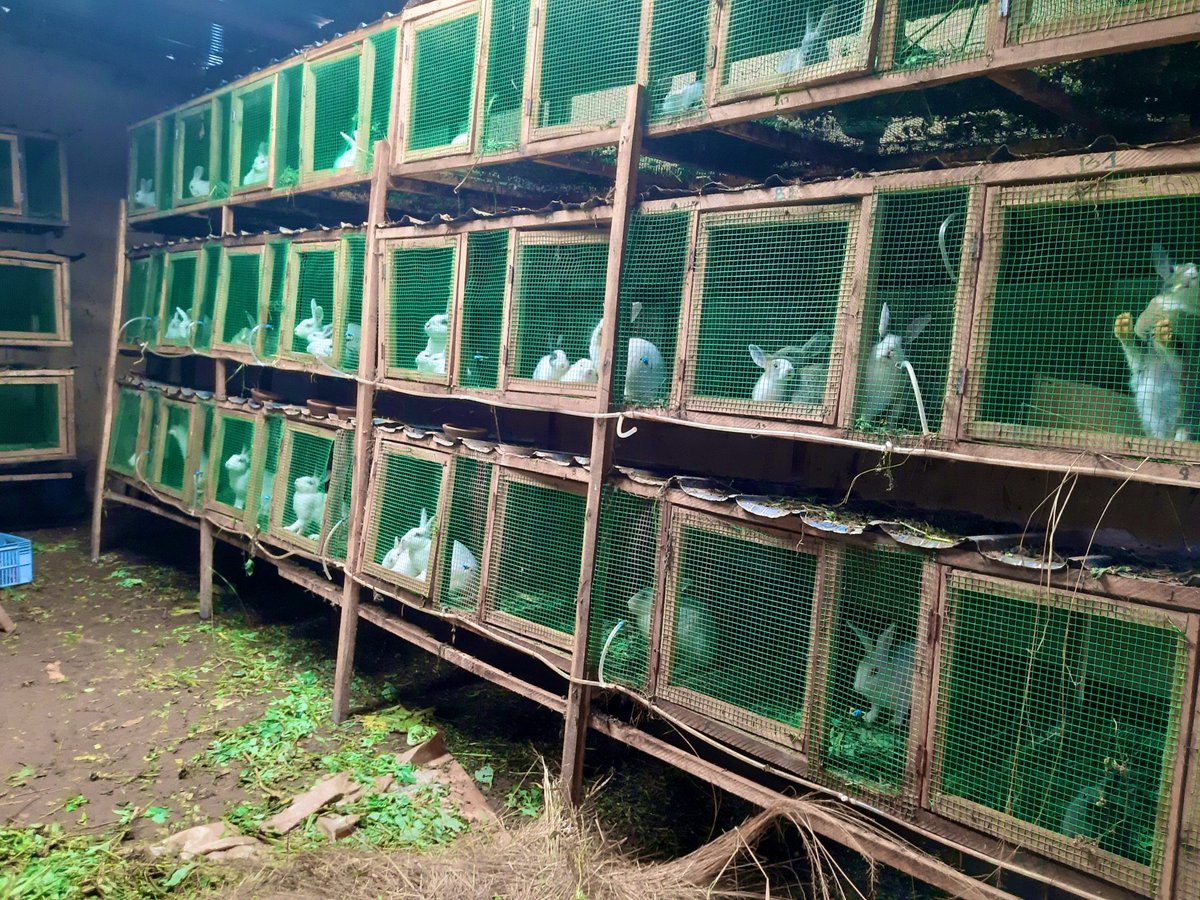Rabbit farming business is a very profitable business, and many people ...
