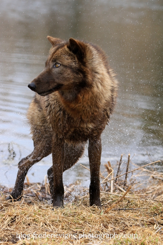 Dark Brown Wolf