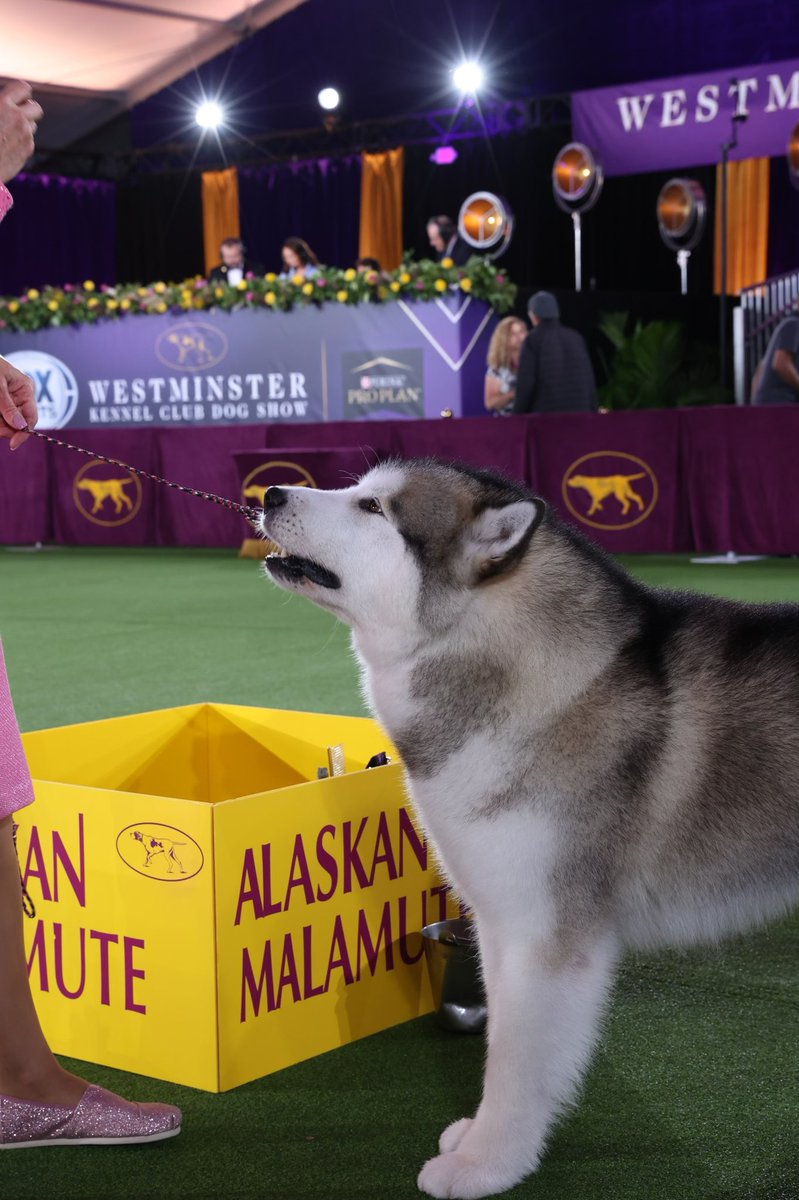 Why Does Alaskan Malamute Howl