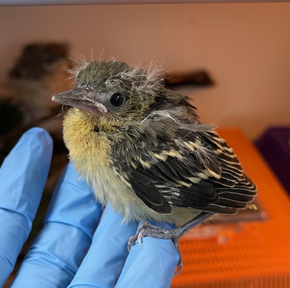 Baby Oriole