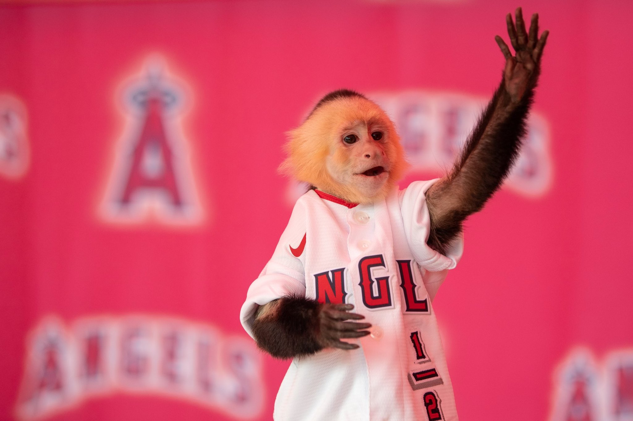Angels Mascot