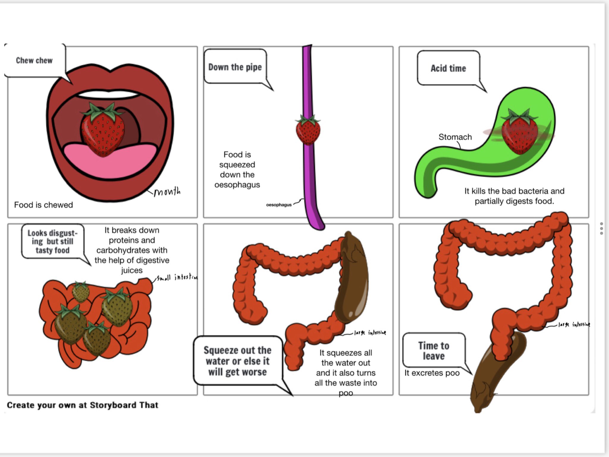 Digestive System Storyboard By Oliversmith Human Digestive System