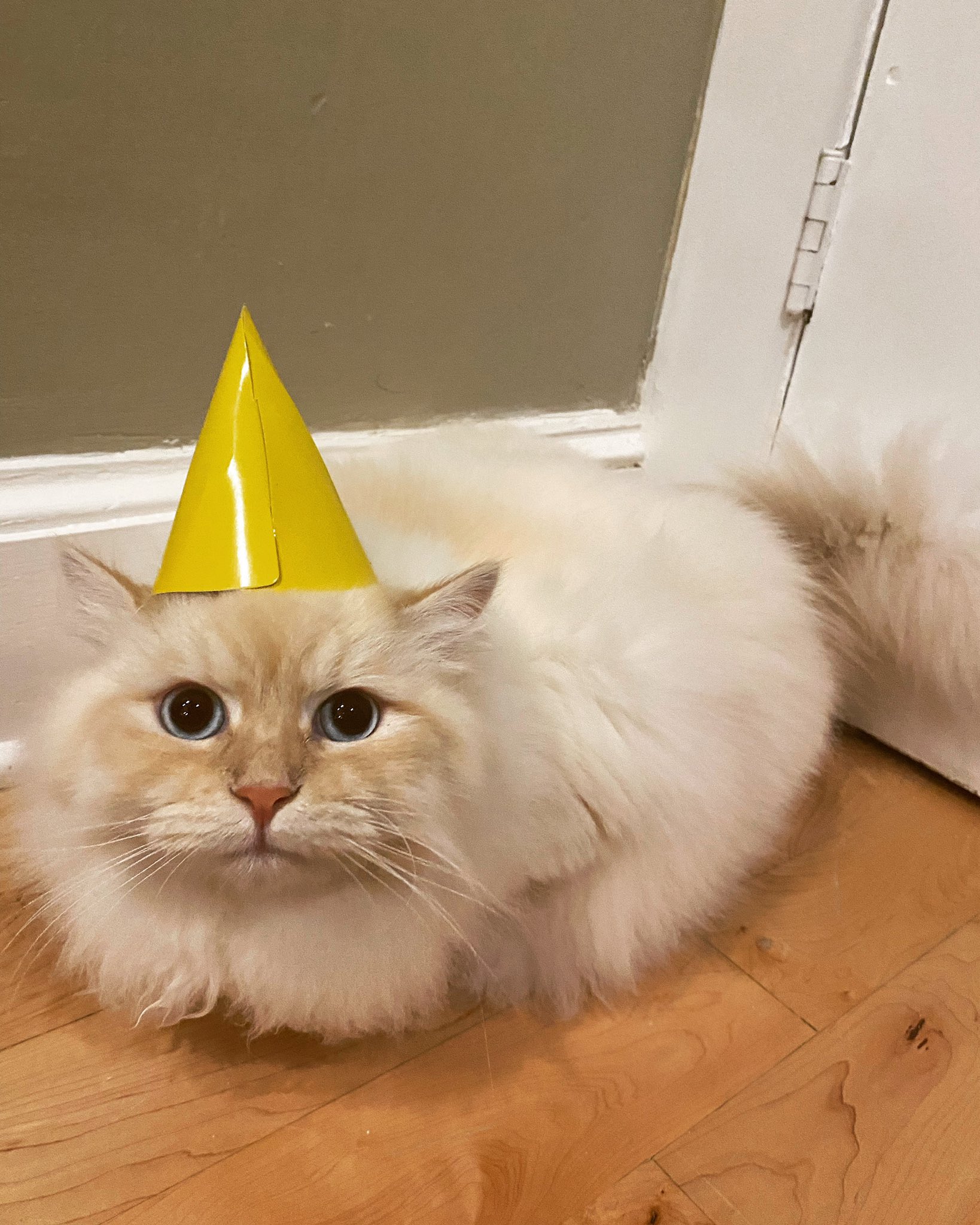 Birthday Cat Is Unimpressed The Vet Was Understanding When I Phoned To