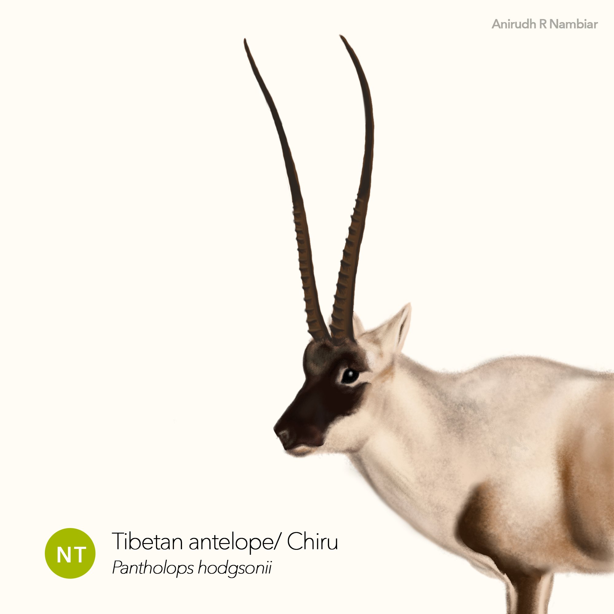 Chiru Antelope
