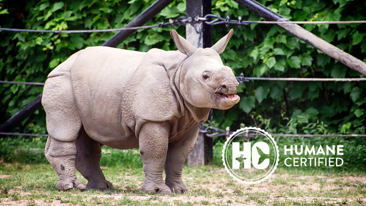 Five Freedoms: the gold standard of animal welfare - American Humane ...