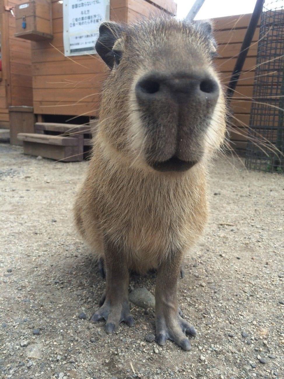 CAPYBARA MAN on Twitter: "https://t.co/RpkpowjtWd" / Twitter