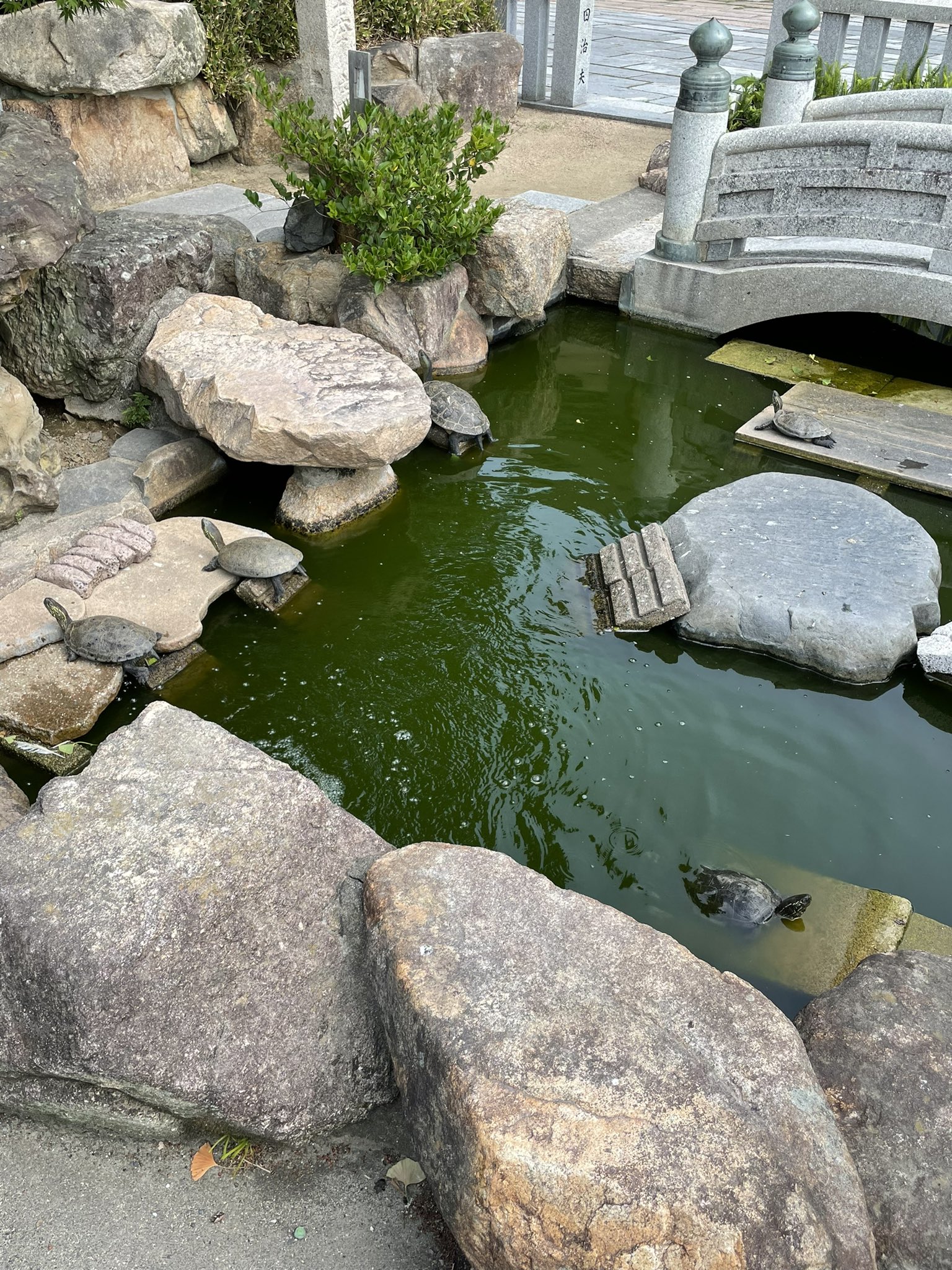 Hiro@FXトレーダー on Twitter: "目視できるだけでカメ5匹🐢 https://t.co/dShGOiMe0I" / Twitter