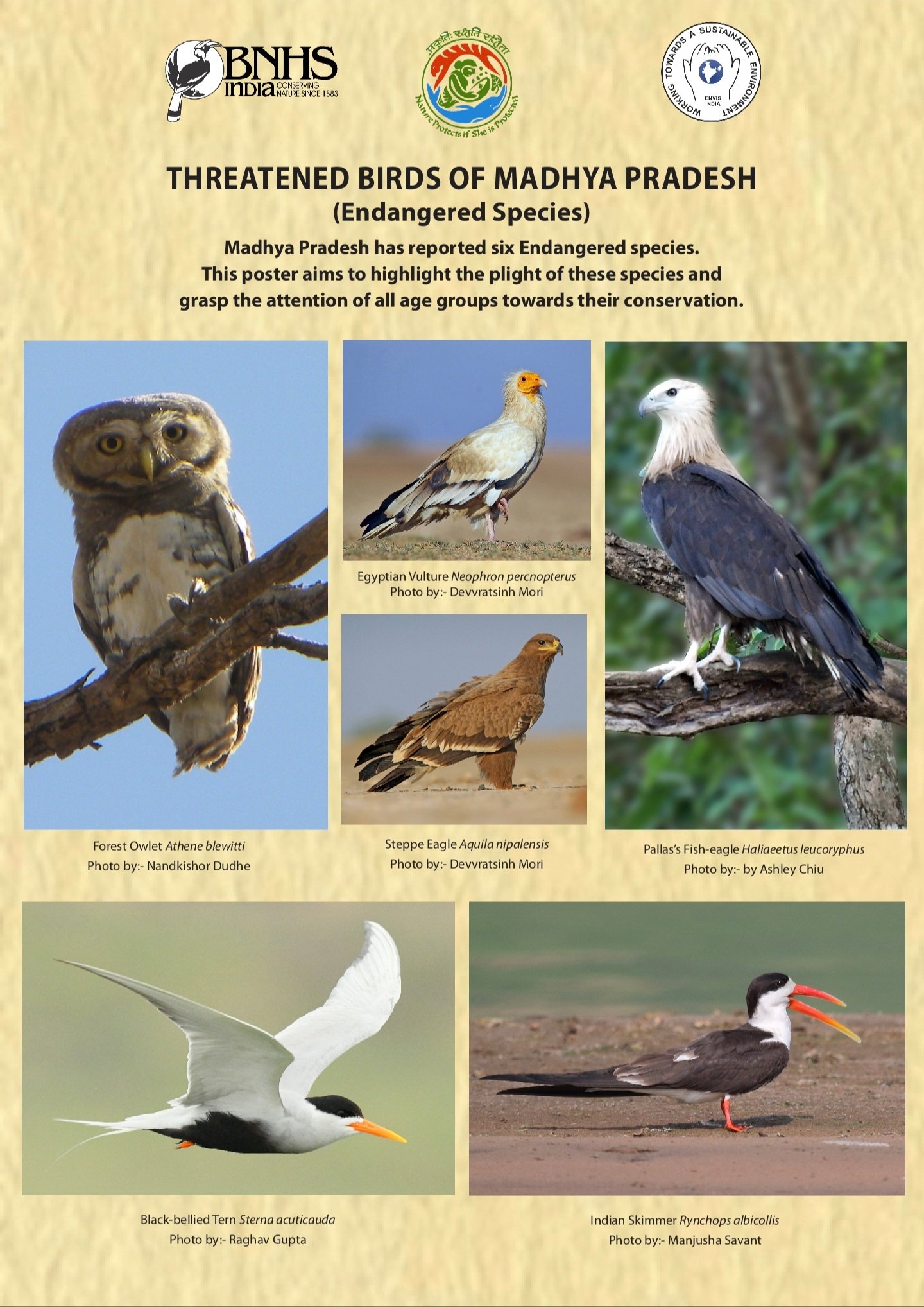 Endangered Indian Birds