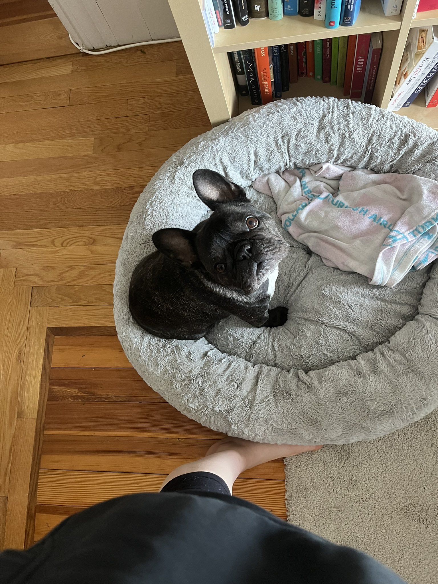 Sam Tackeff 👋 on Twitter: "Good Things, Today: - puppy dog eyes https://t.co/mNFGVyMtM0" / Twitter