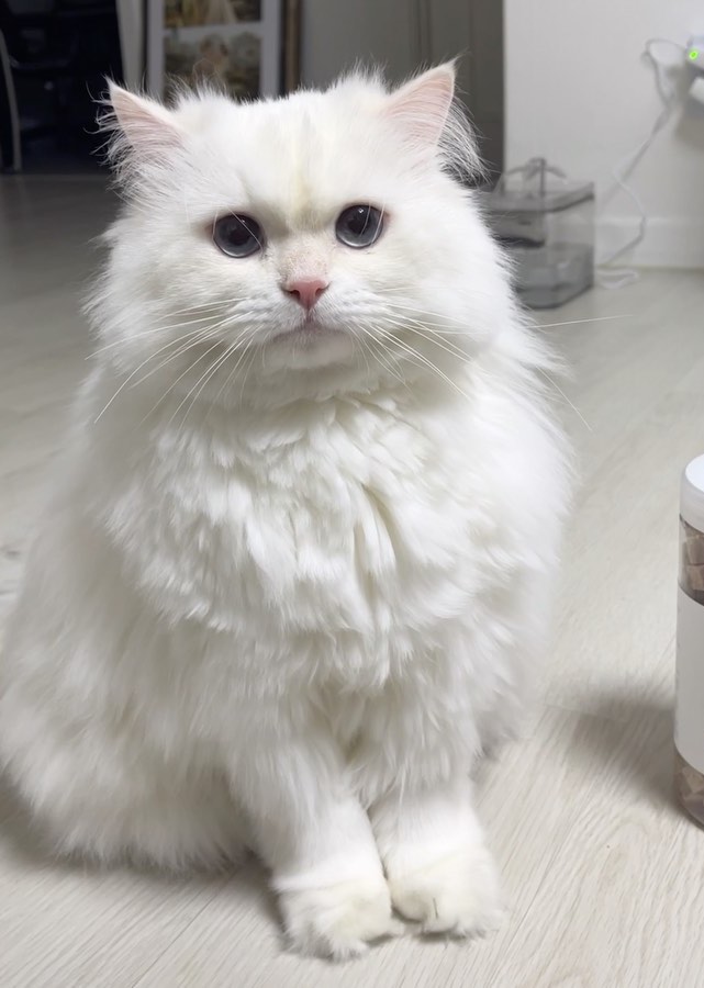 9GAG ️ Memeland on Twitter: "Cute fluffy cloud (2/2) 📸 mori._.cat | IG https://t.co/r3DOy1UobI ...