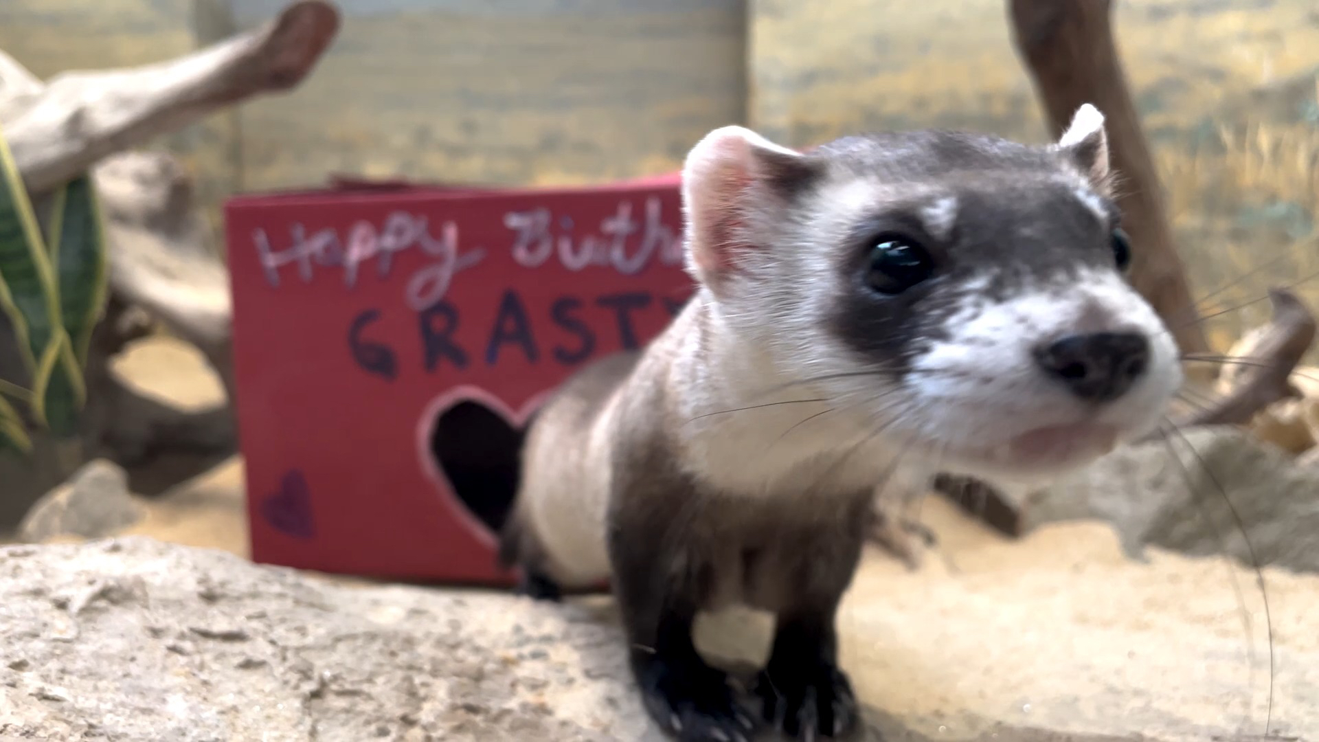 Black Footed Ferret