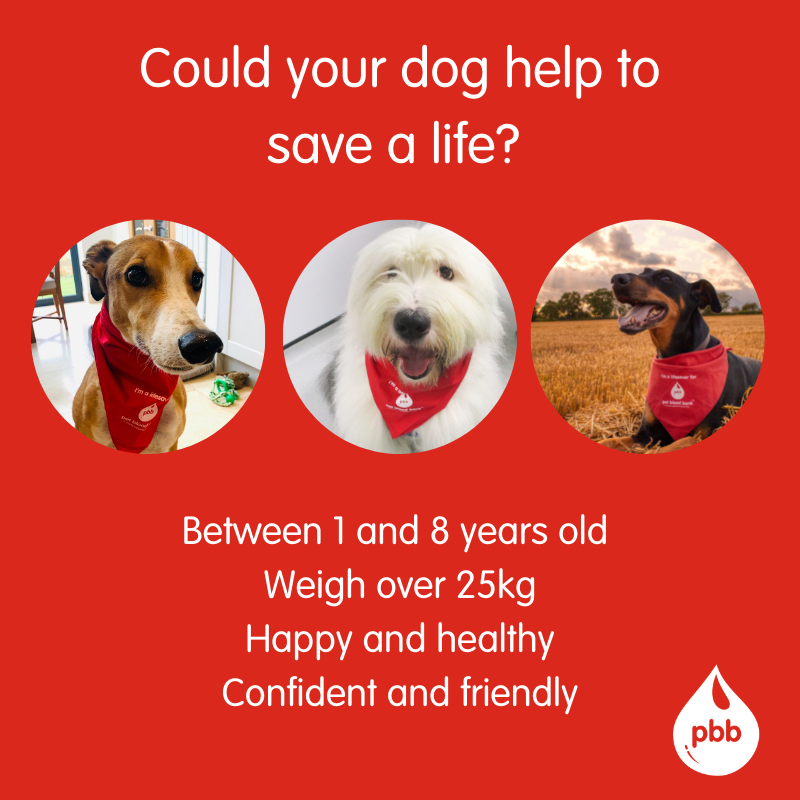 Is Dog Blood The Same As Human Blood