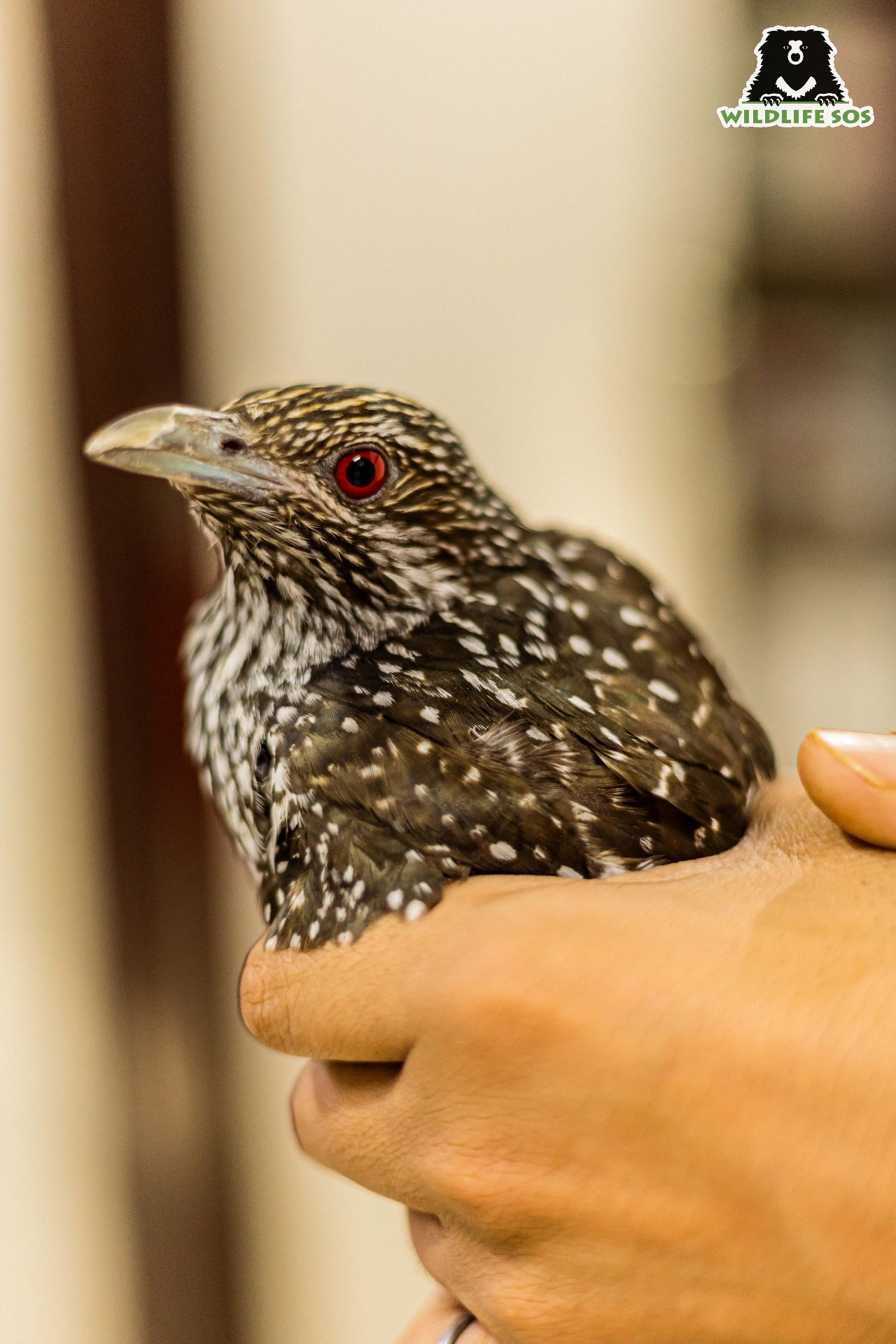 Female Koel Bird