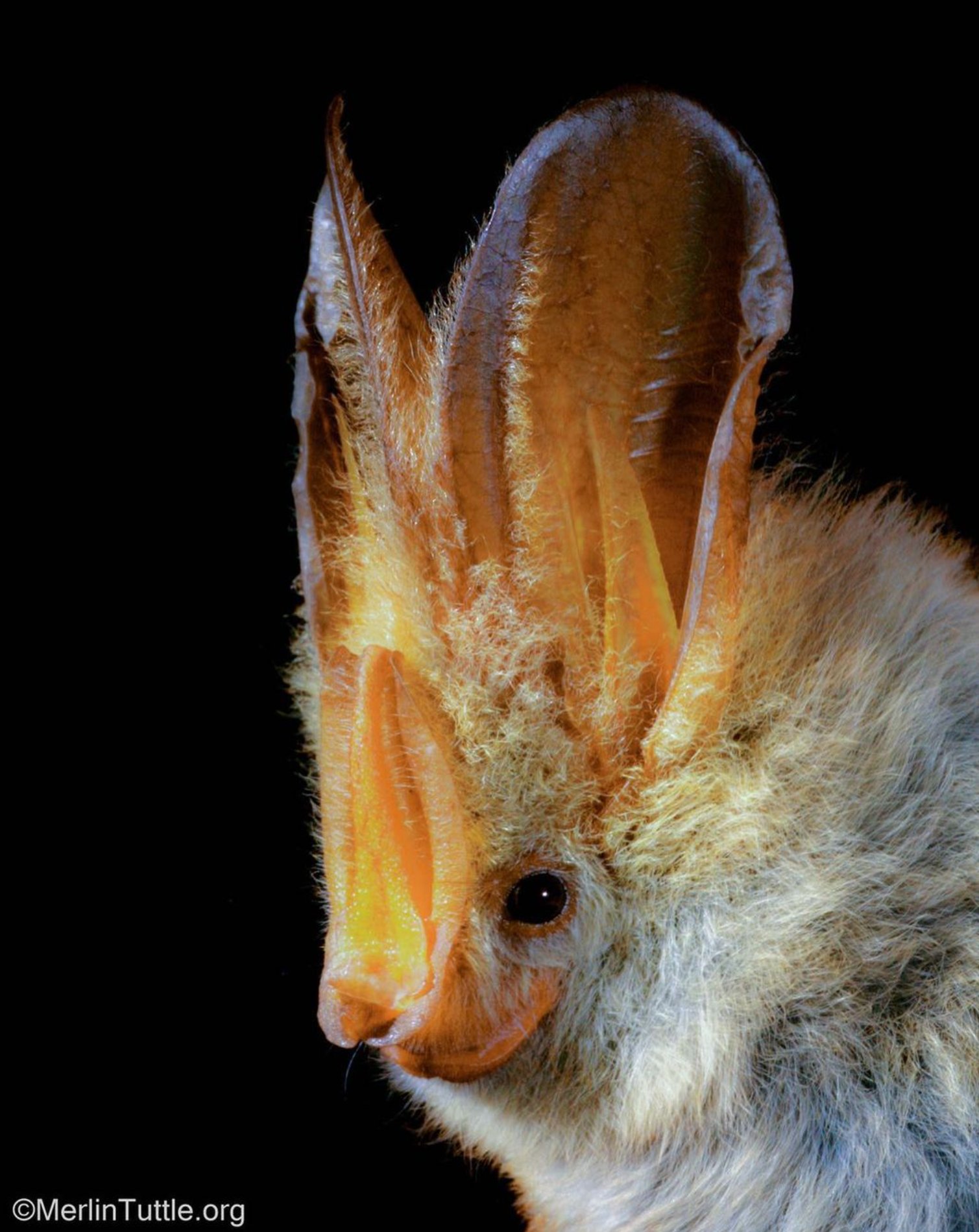 Yellow Winged Bat