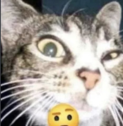 Questioning Face Cat