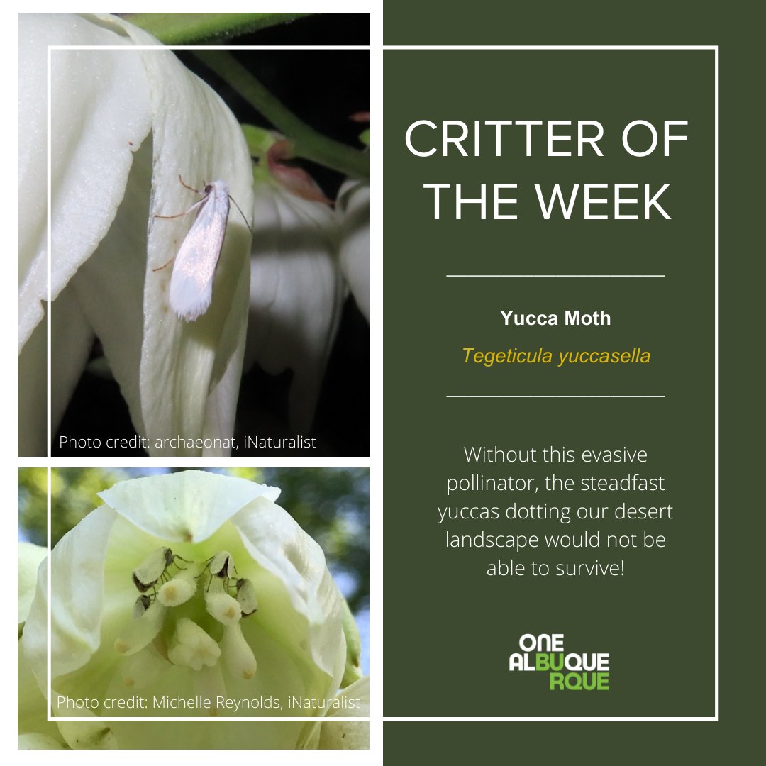 Yucca Moth Life Cycle