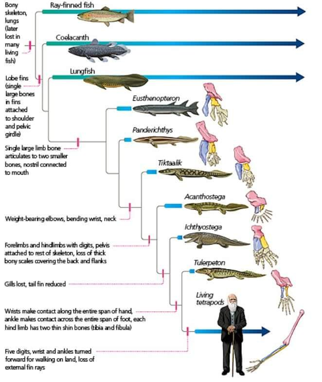 Human Evolution From Fish