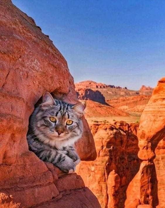 Wow the Rockies are truly wonderful ♥️🌈 #cats #CatsofTwittter # ...