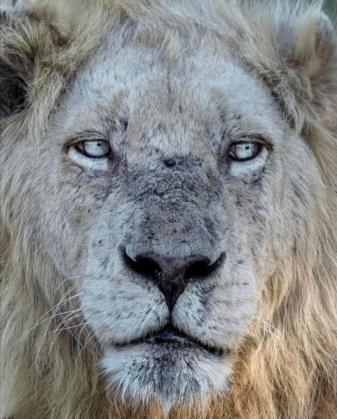 Male White Lion With Blue Eyes