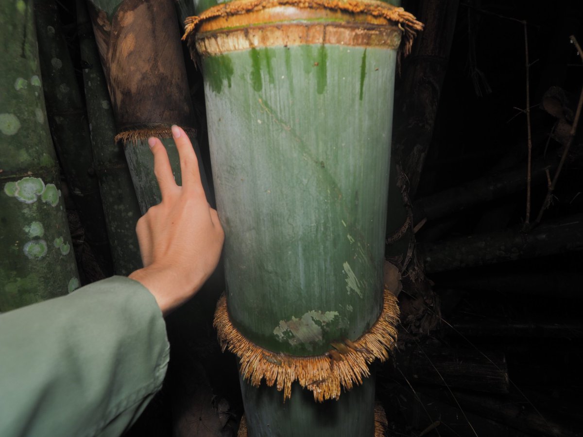 竹の「ハチク」全国で一斉に枯れ始める、120年に1度の現象 [668970678]