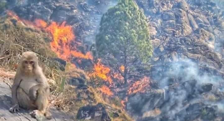 Catching Fire Monkeys