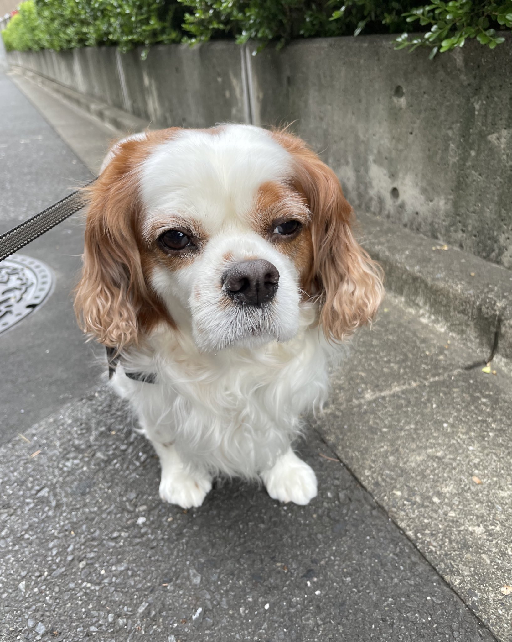 生田みく🍒 (@Miku_Ikuta) / Twitter