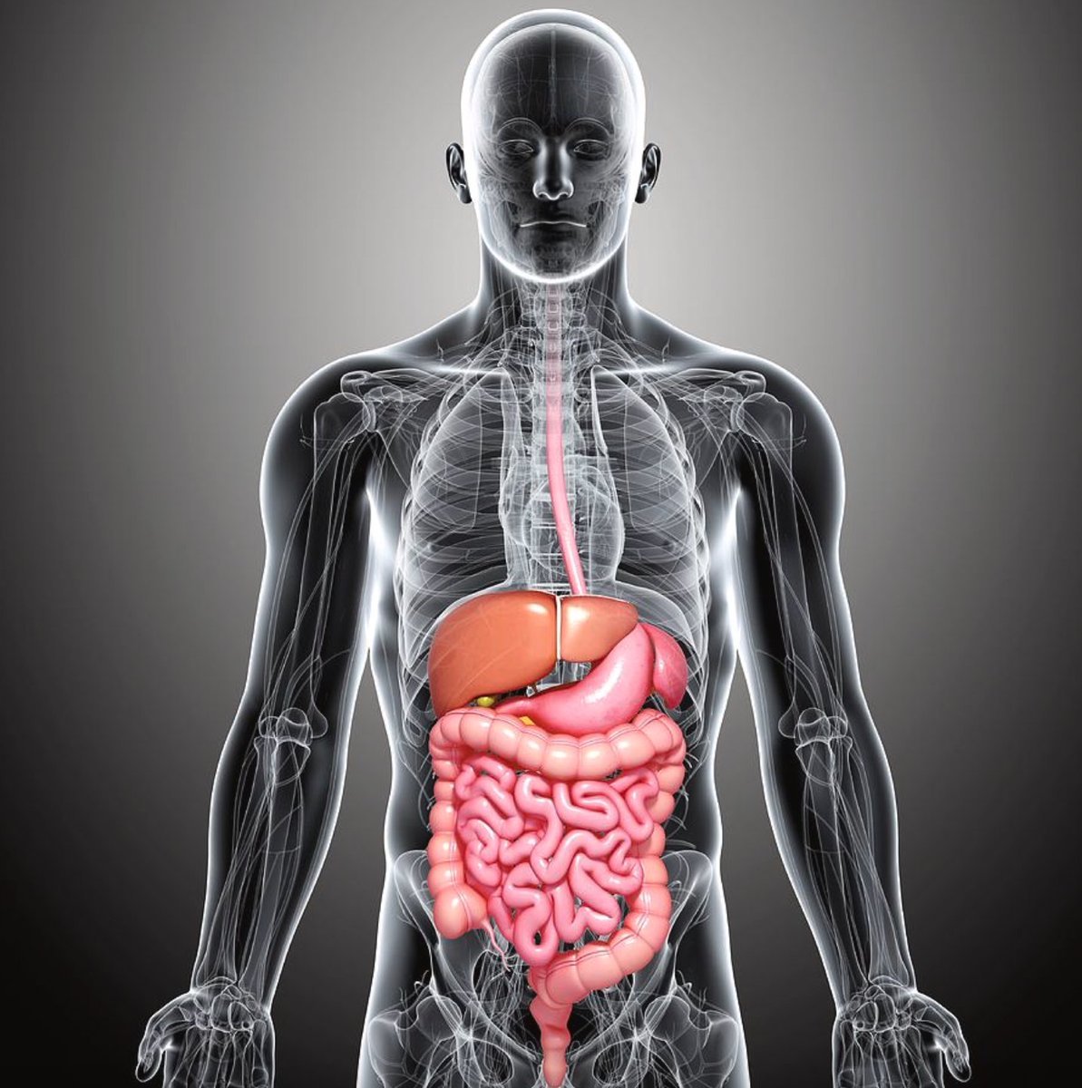 Men: 9 Ways to Improve Gut Health (That Actually Work): - Thread from ...