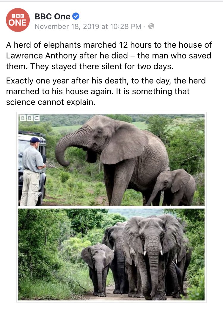 Stop Talking Elephant Meme